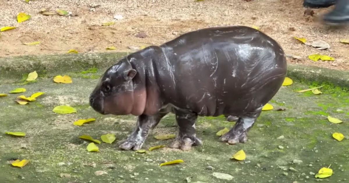 TRENDING: Meet Moo Deng, the baby hippo making the rounds online for ... TRENDING: Meet Moo Deng, the baby hippo making the rounds online for ...
